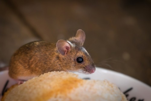 Dangers Of Rodents In Your Restaurant - Bed Bugs Singapore